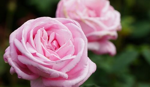Heaven Scent Rose Bush For Sale 1 Rose Nursery